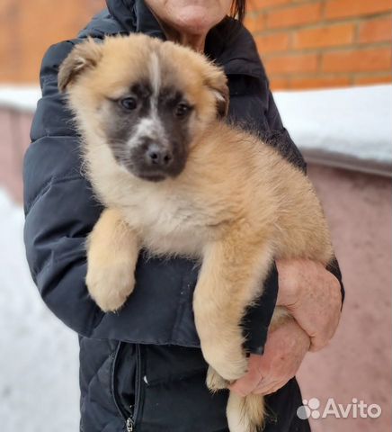 Дэнни, мальчик 4 месяца, в дар в добрые руки