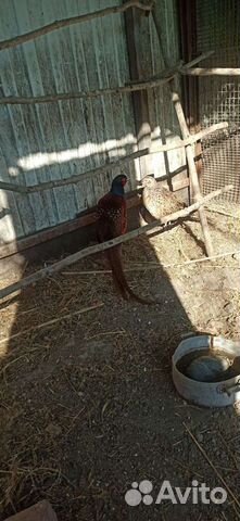 Фазан охотничий