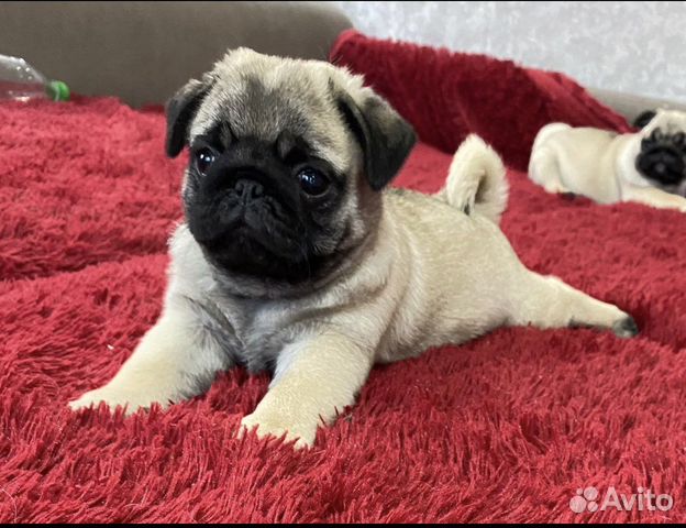 Мопс (мальчик )