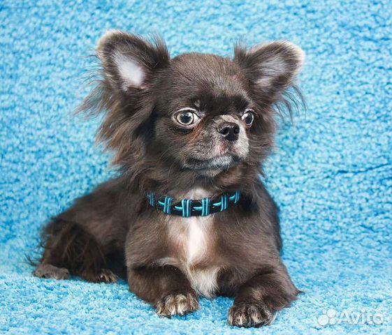 Голубой красавчик