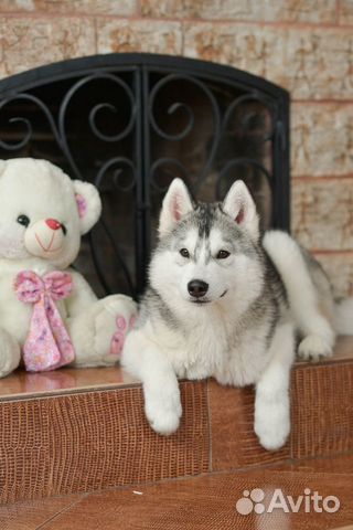 Щенки Сибирской хаски девочки и мальчики