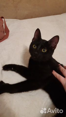 Котёнок 3,5 месяца