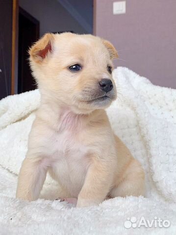 Мальчик-красавчик ищет дом