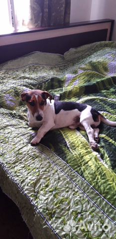 Ищет дом особенный мелкий пёсик Малыш