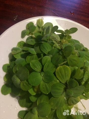 Пистия Верхоплавка