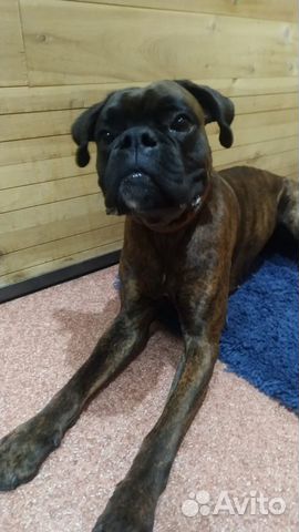 Боксер в добрые руки