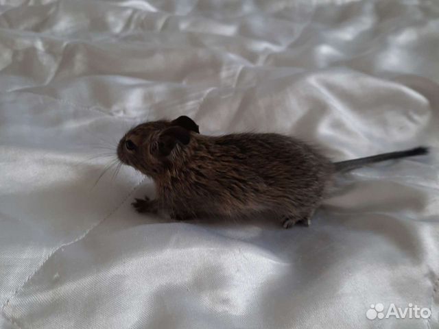 Бельчата "Дегу"