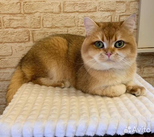 Британская золотая шиншилла (Кот)
