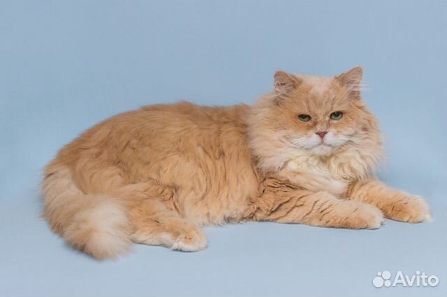 Пуховый красавец Бонифаций ищет дом