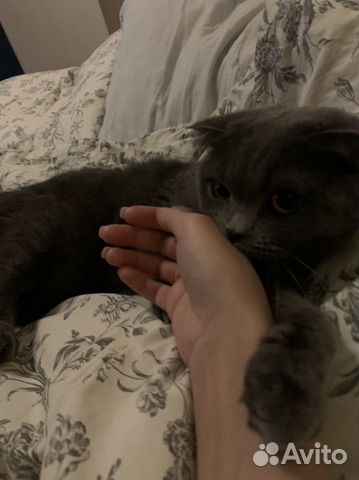 Шотландская кошечка на вязку