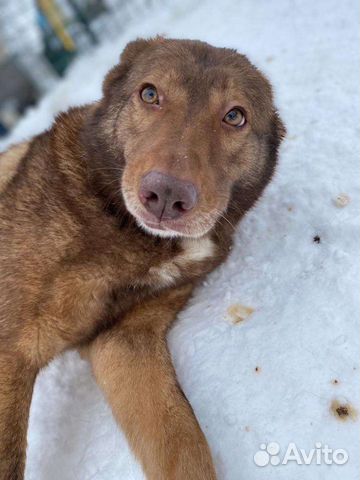 Умру без хозяина