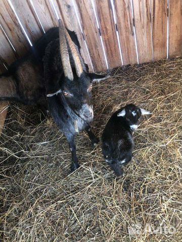 Коза с козленком