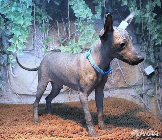 Ксолоитцкуинтли (мини)