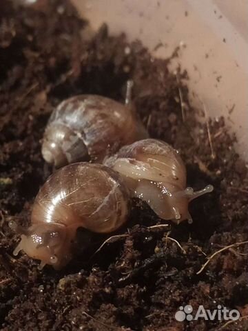 Улитки Ахатины