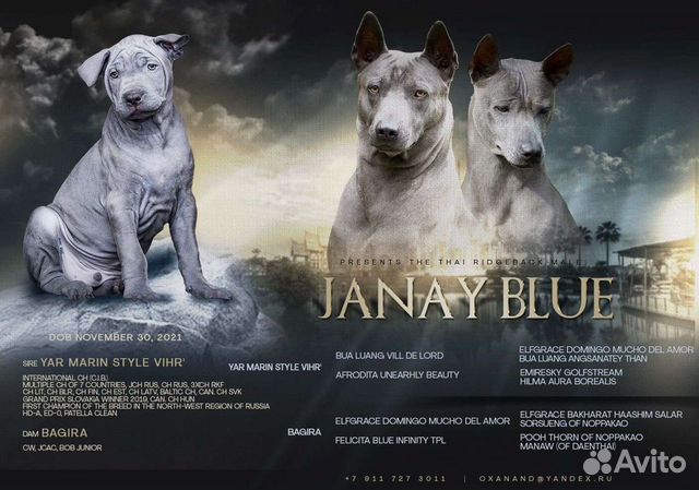 Щенок тайского риджбека