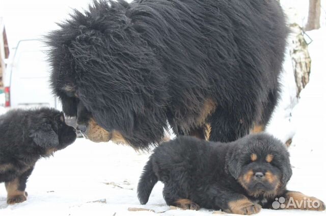 Тибетский мастиф китай