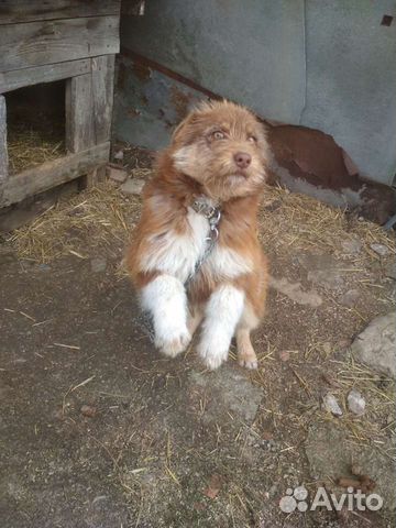 Щенок австралийский келпи
