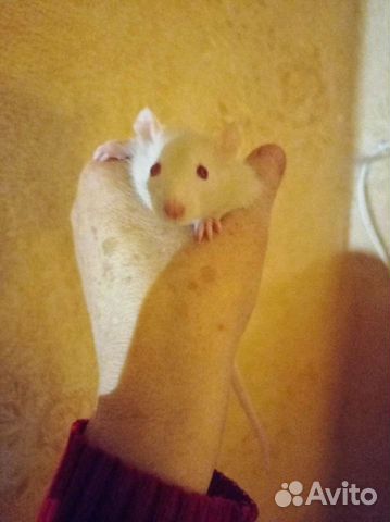 Разные крысята бесплатно