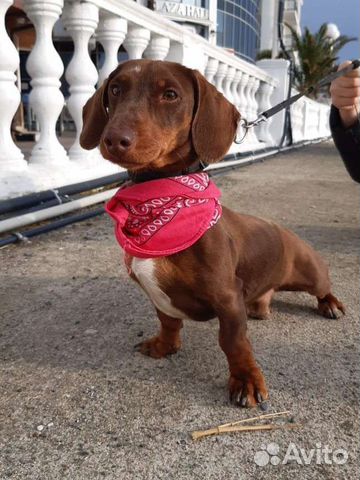 Мини таксик