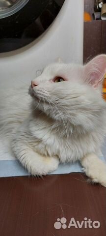 Кот белый бесплатно