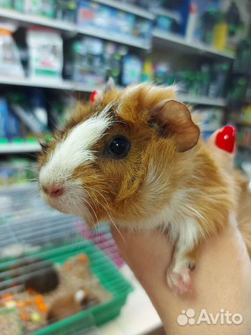 Морская свинка