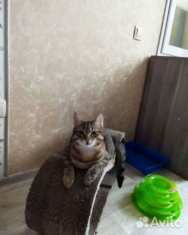 Котик в добрые руки