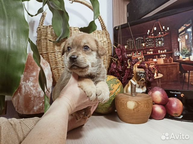 Щенки восточноевропейской овчарки