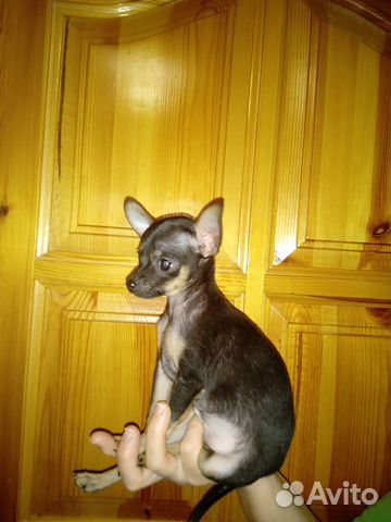 Маленькая тойчик -девочка ищет хозяина