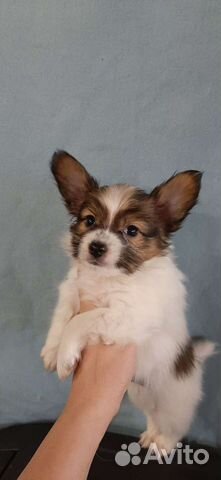 Континентальный той спаниель Папийон