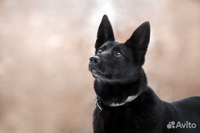 Собака Ночка. В квартире без проблем