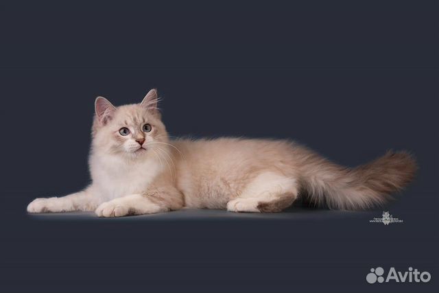 Невский маскарадный котик