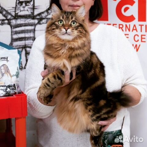 Вязка. Курильский бобтейл