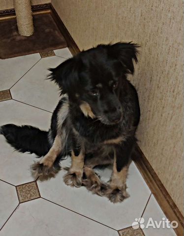 Собака в добрые руки отдам бесплатно