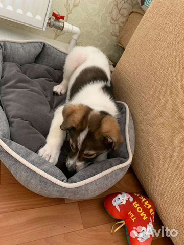 Собака в добрые руки отдам бесплатно