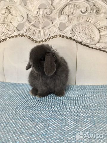 Карликовый кролик чп Mini Lop