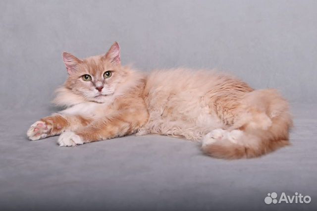 Кошки бесплатно