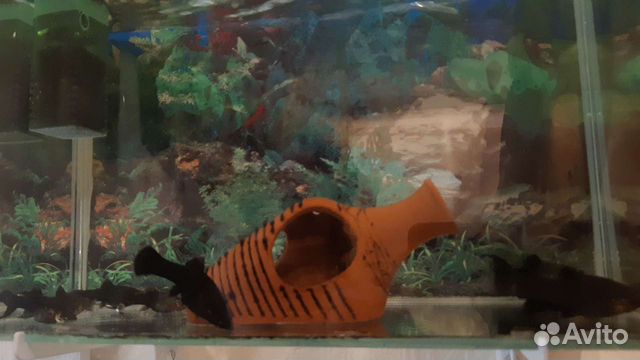 Рыбный аквариум