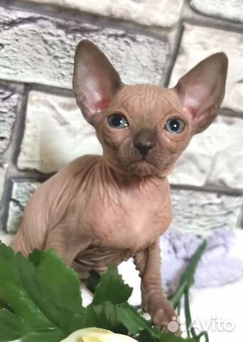 Канадский сфинкс Сладкая Девчуля