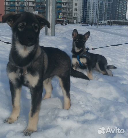 Метисы Аляскинского маламута