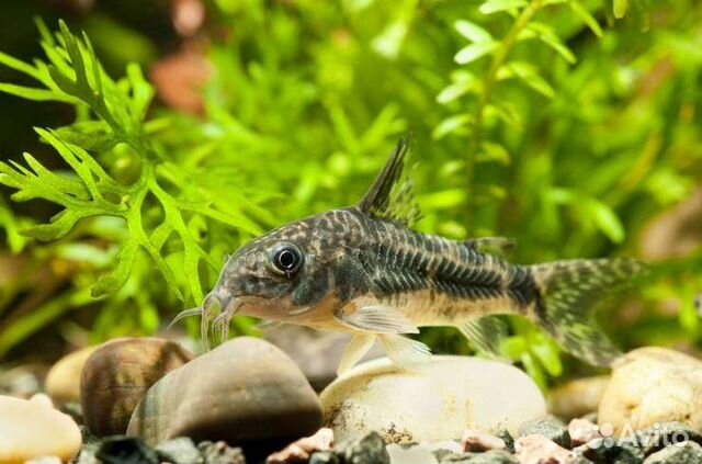 Коридорасы и самки петушка