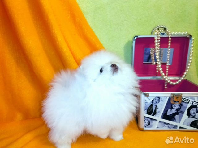 Белоснежный (не крем) мальчик пом