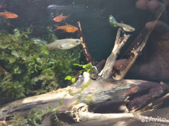 Рыбки для маленького аквариума