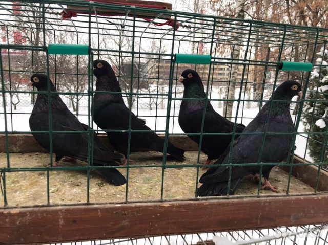 Голуби свердловцы