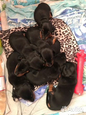 Норные таксы