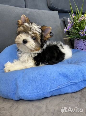 Бивер мини мальчик