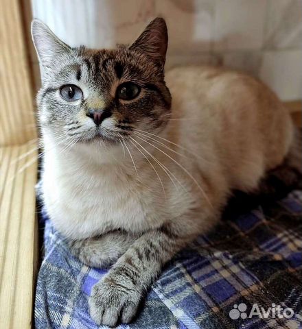 Котенок в добрые руки
