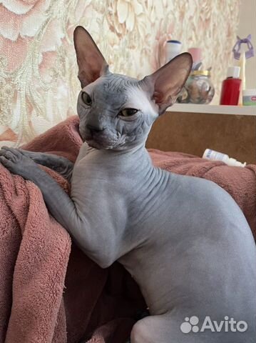 Канадский сфинкс для вязки