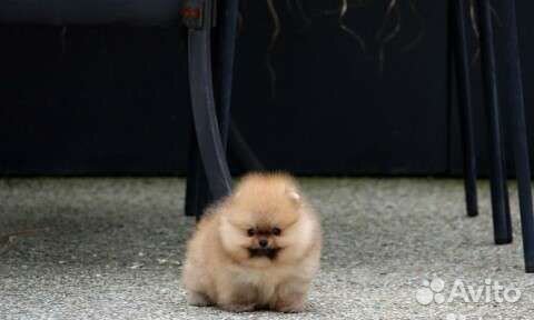 Шпиц на ладошку