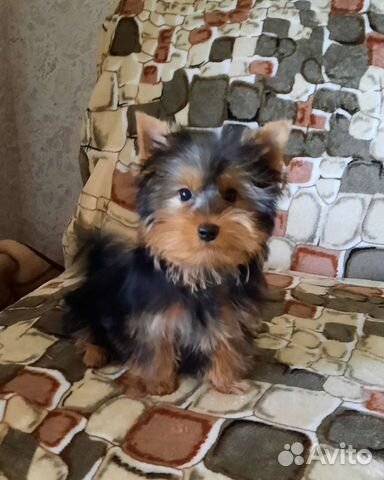 Йоркширский терьер щенок