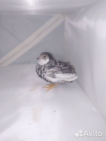 Расписной китайский перепел